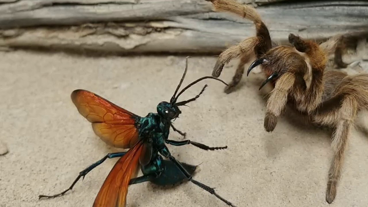 Pepsis formosa tarantula hawk tawon pemakan tarantula - YouTube