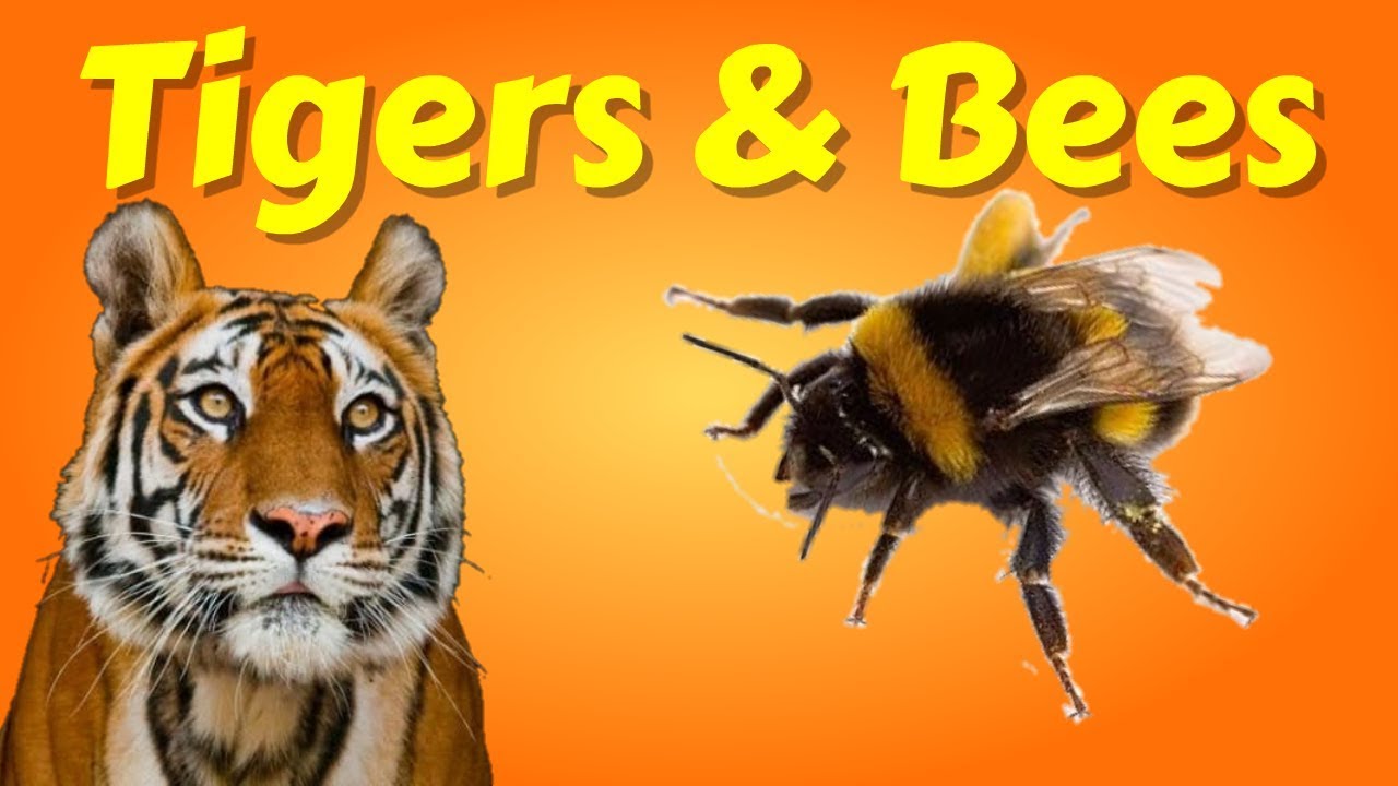 Tigers and Bees - YouTube