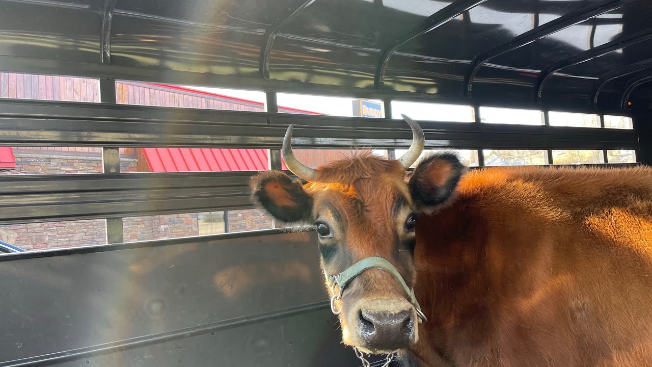 Bringing home our FIRST FAMILY MILK COW!!!! - YouTube