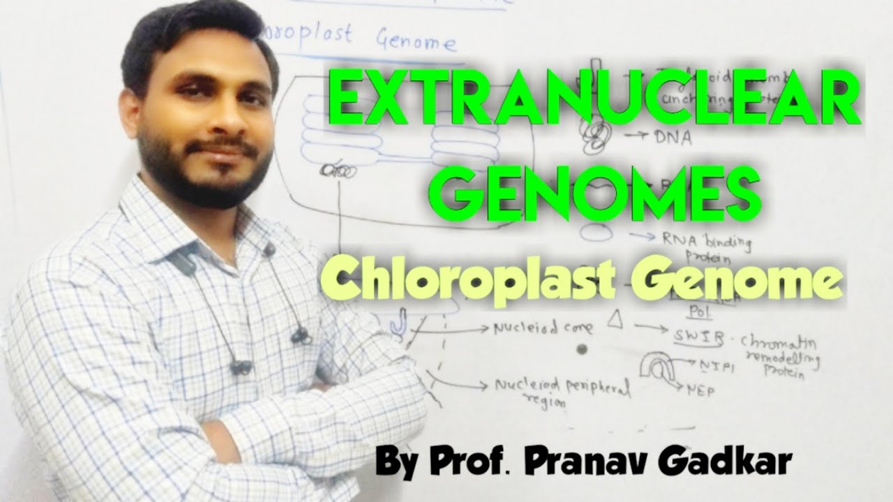 ExtraNuclear Genome - Chloroplast Genome by Prof. Pranav Gadkar. - YouTube