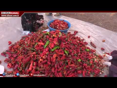 Şanlıurfa'da isot hasadı sürüyor