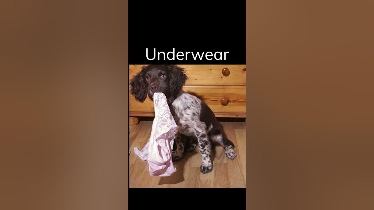The Weirdest Things Pets Have Ever Eaten YouTube the-weirdest-things-pets-have-ever-eaten-youtube