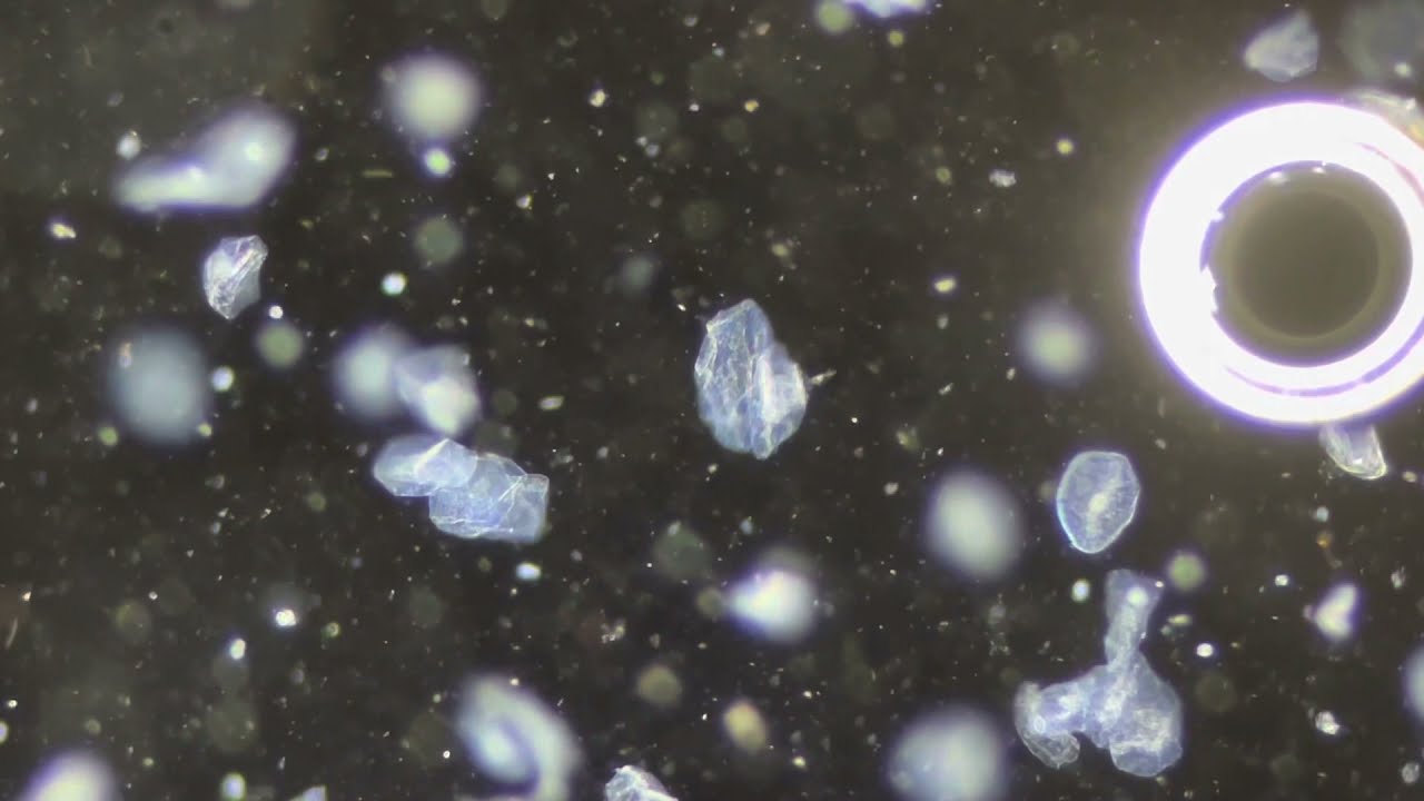 Saliva under a Microscope - YouTube