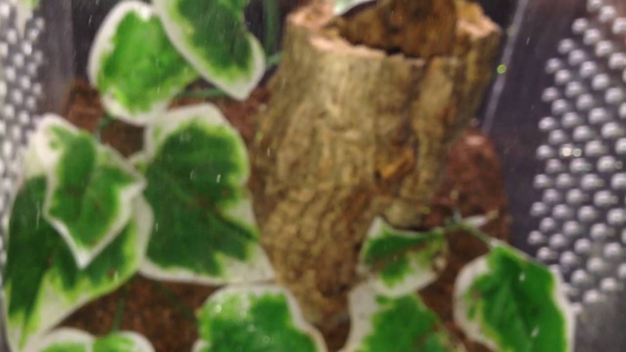 Huntsman spider enclosure hatchlings - eggsac #2 - YouTube