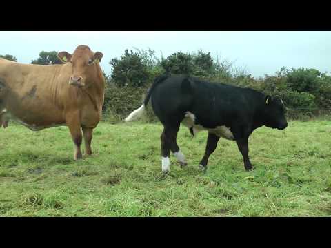 Belgian Blue, Limousin & Simmental AI Progeny
