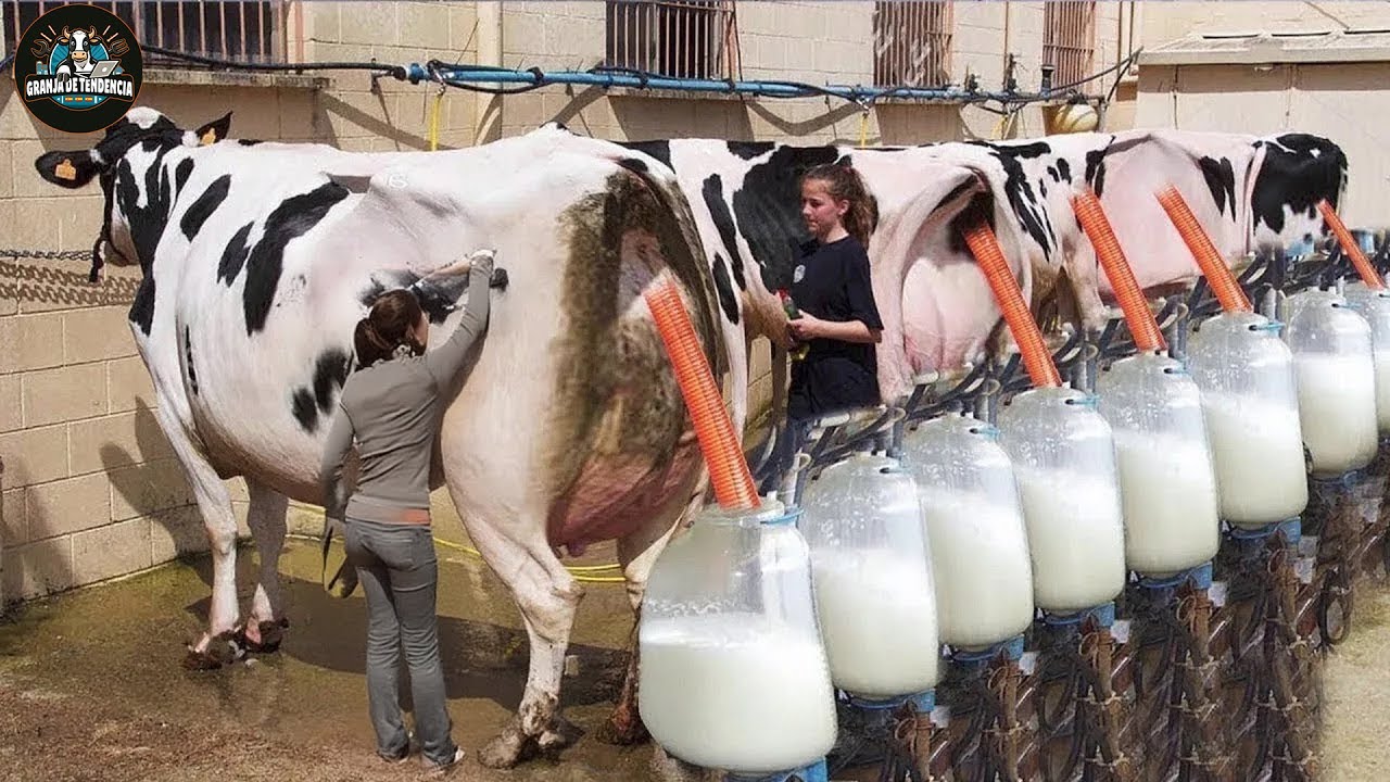 Maquinaria Moderna En La Granja: Limpieza Y Ordeño Automático | Fábrica ...