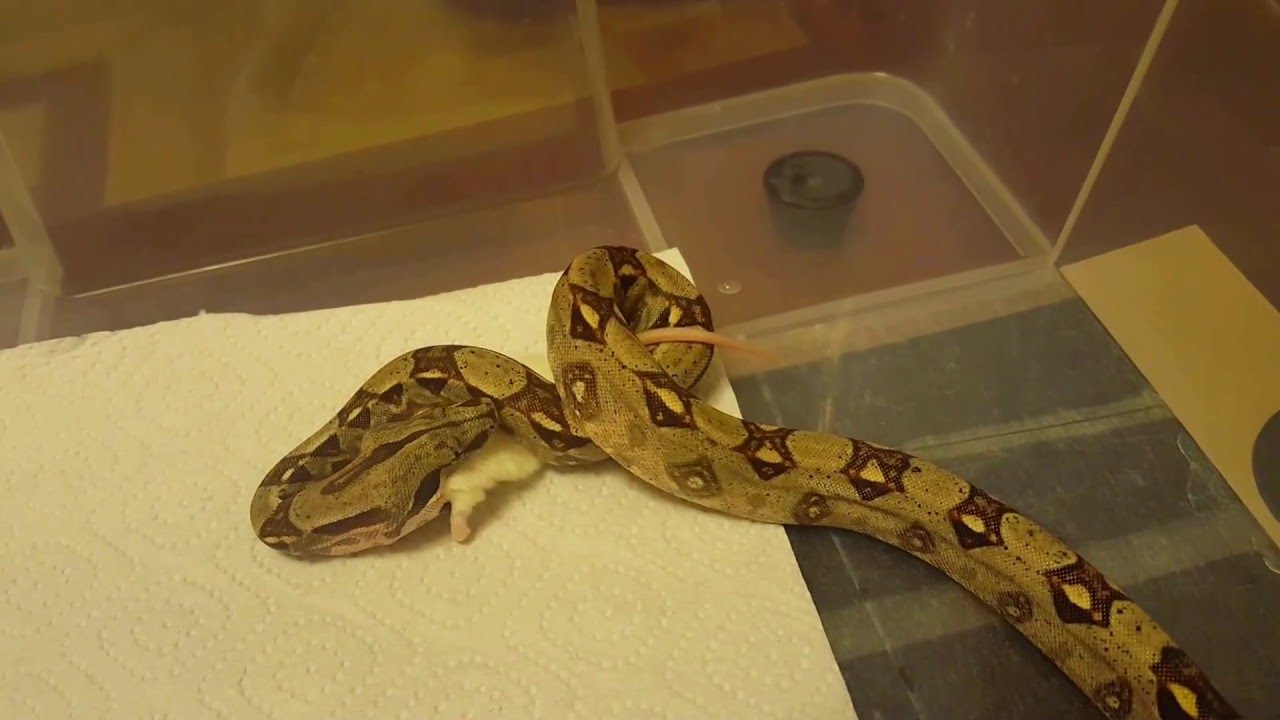 Small boa constrictor imperator Costa Rica eating moouse - YouTube