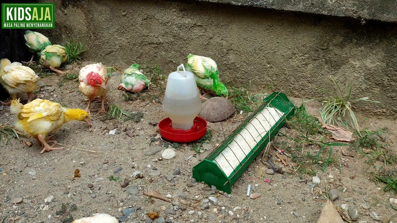 Tangkap Ayam Lucu, Ayam Warna Warni, Ayam Rainbow, Bebek Angsa, Ikan ...