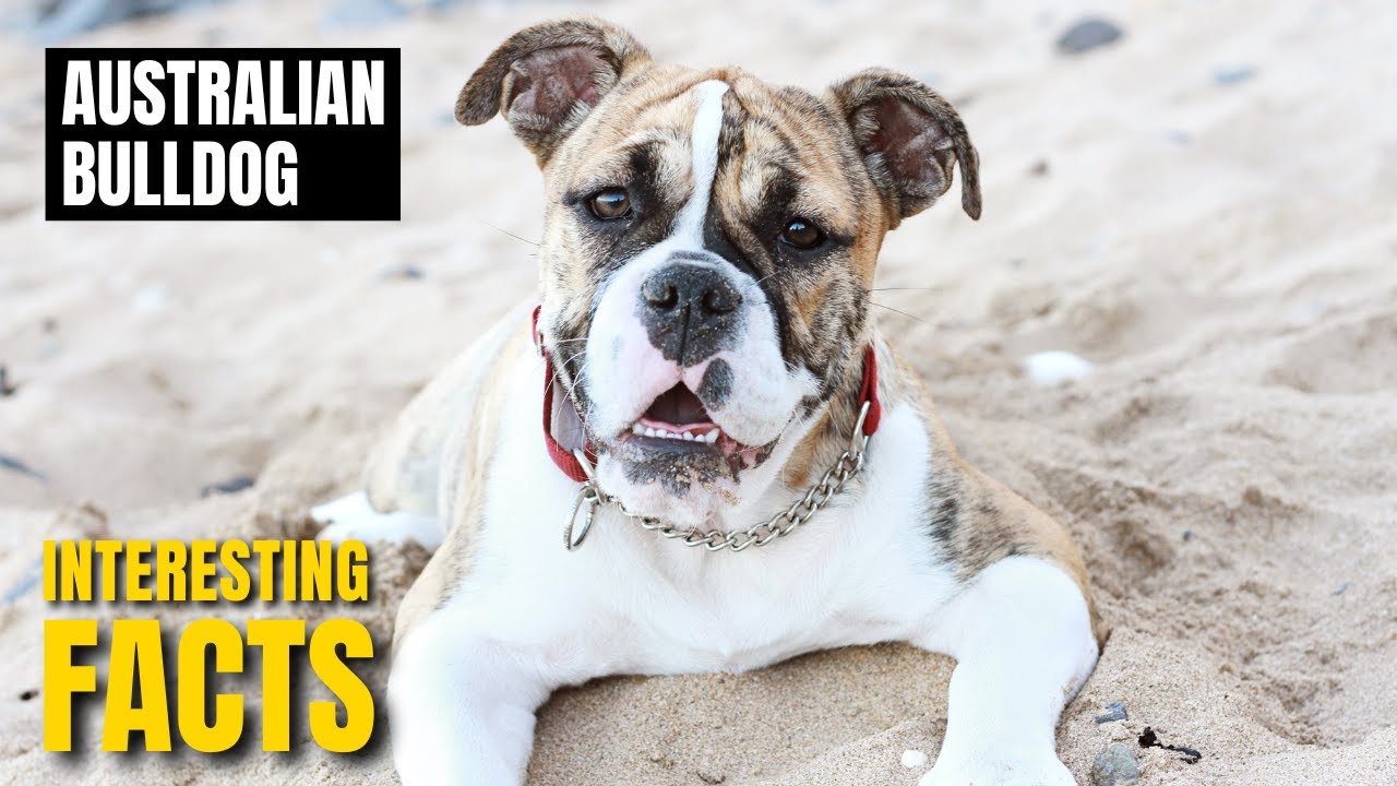 Amazing facts of Australian Bulldog | Interesting Facts | The Beast ...