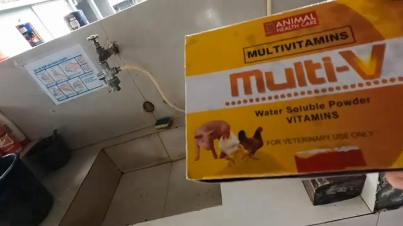 Applying Multi-Vitamins Multi-V for Chickens and Turkeys - YouTube