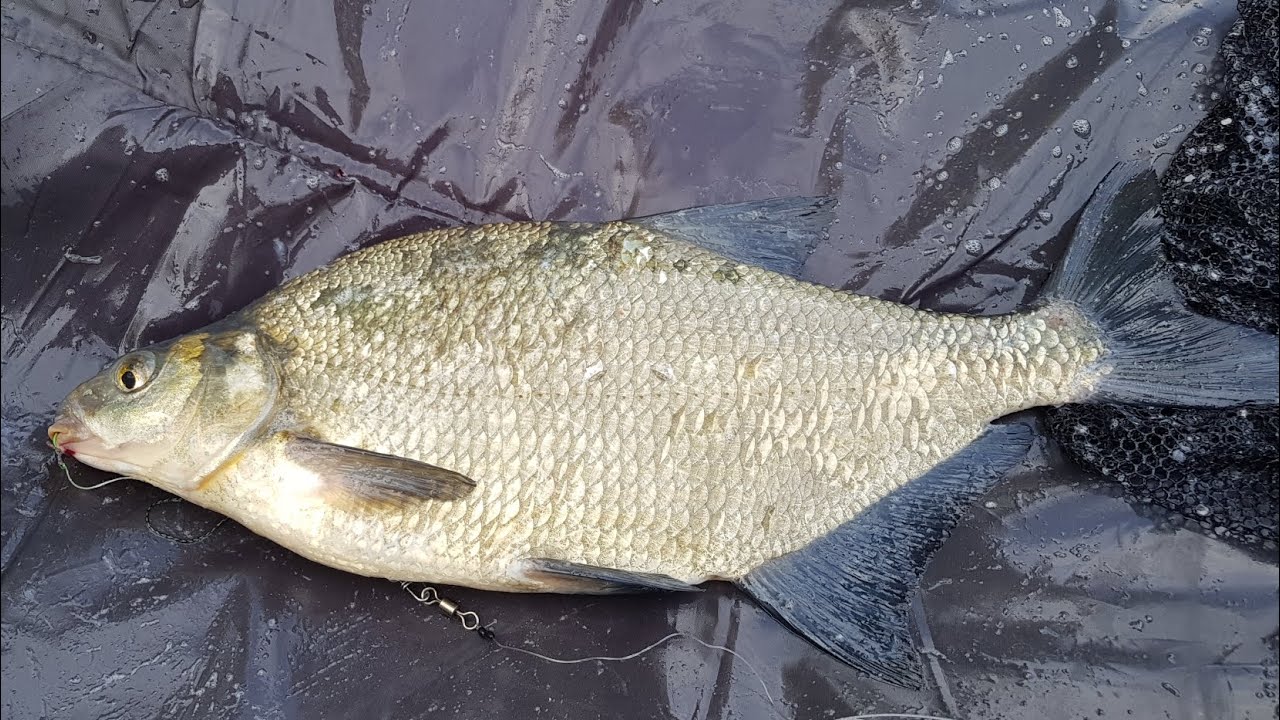 Brachse Fishing | Vienna Austria | Ep 03- 05.06.2023 - YouTube