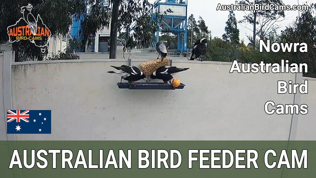 Nowra, NSW - Australian Bird Cams - YouTube