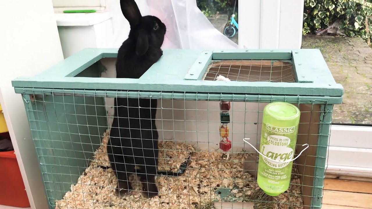 The escaping black rabbit! - YouTube