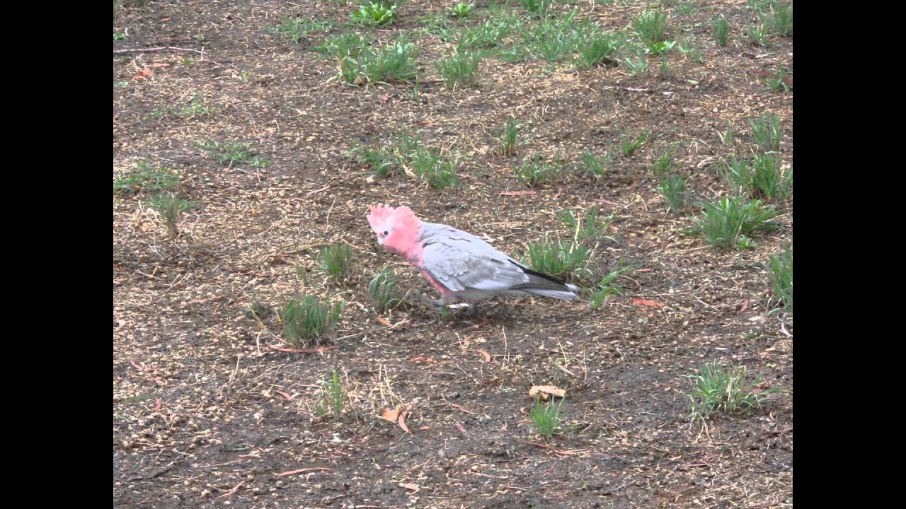 Canberra Birds. Photo Slideshow. - YouTube