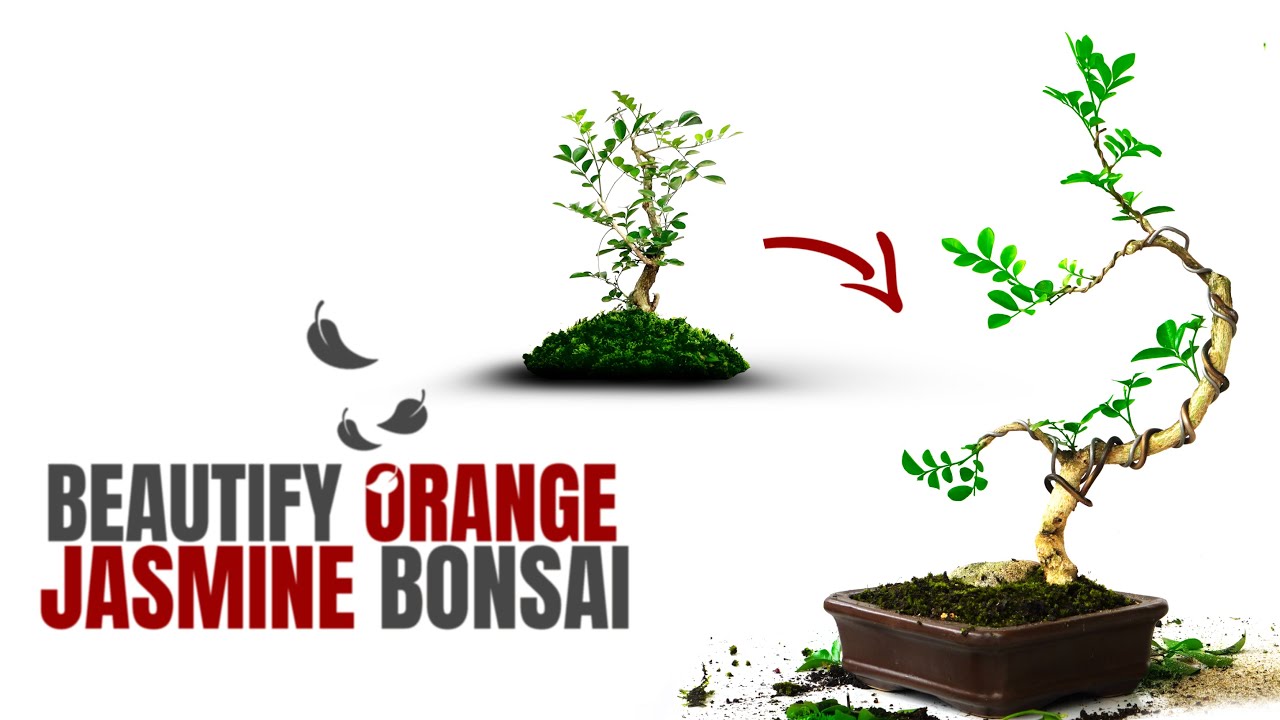 Let's Watch How To Beautify Orange Jasmine Bonsai - YouTube