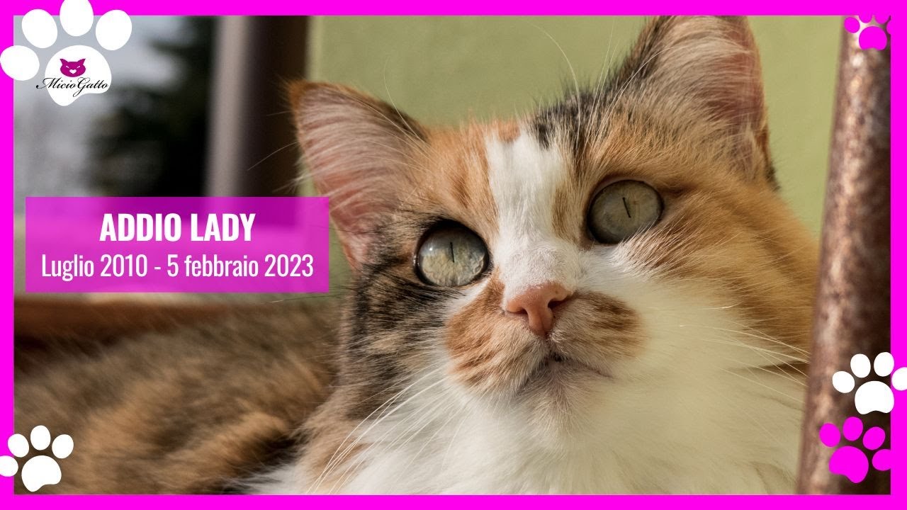 La mia gatta Lady è morta - sul lutto e sull'importanza delle persone ...