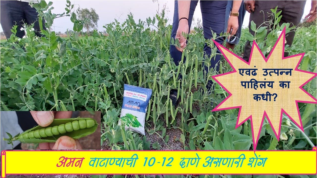 वाटाणा बियाणे - अमनचा शेतकरी अभिप्राय Peas Seeds - Aman Farmer Feedback ...