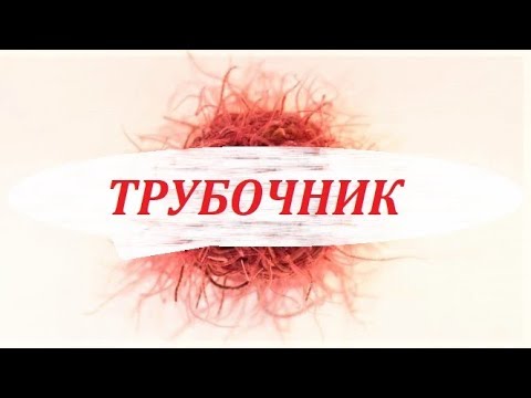 Трубочник. Живой корм для аквариумных рыбок. Добыча и хранение. - YouTube