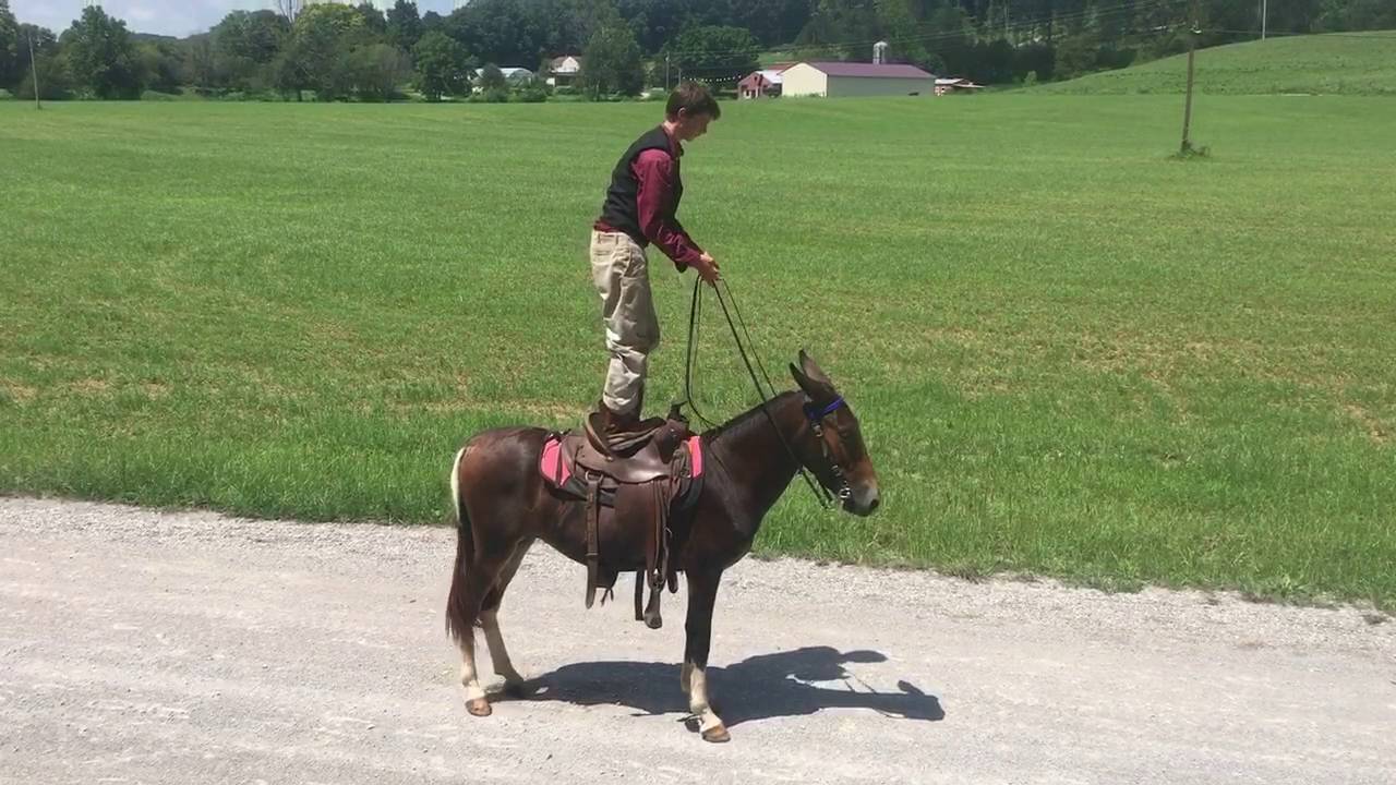 Kid safe walking mule for sale - YouTube