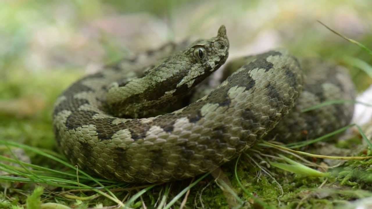 Vipera cu corn - Dobrogea - YouTube
