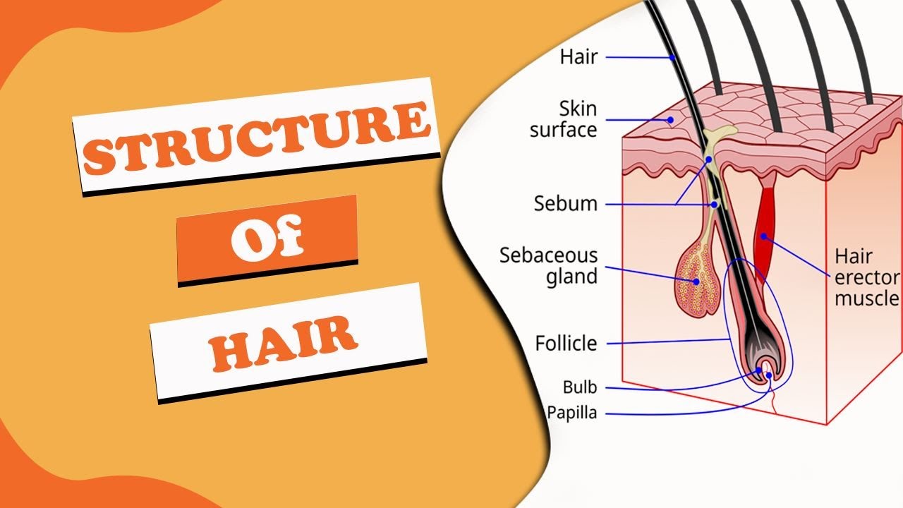 Hair structure हिन्दी में I Structure of Hair I Hair types I - YouTube