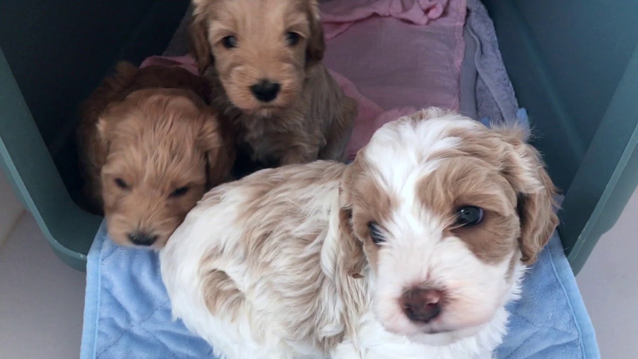 Gorgeousdoodles -Juniper puppies - YouTube