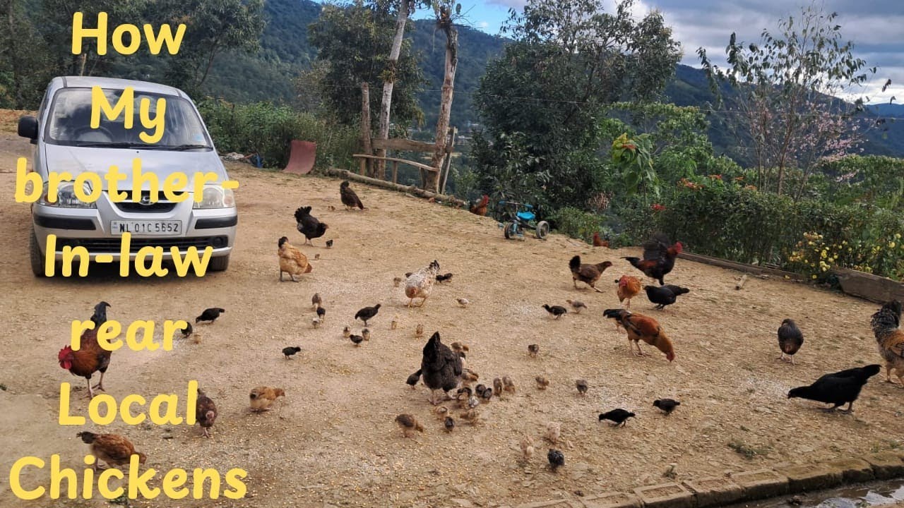 A look at how my brother in-law is rearing local Chickens at Khulazu ...