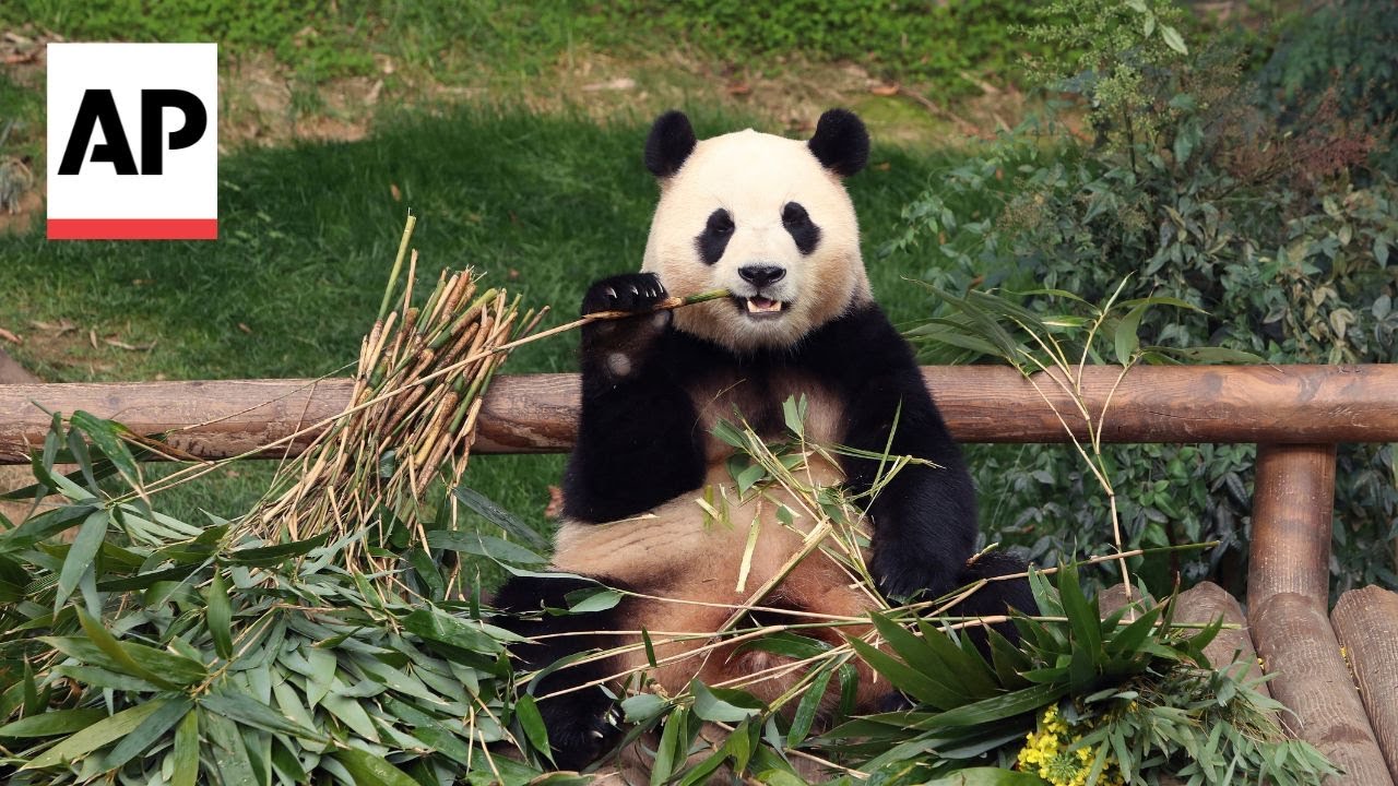 Fans bid farewell to the first South Korea-born giant panda - YouTube