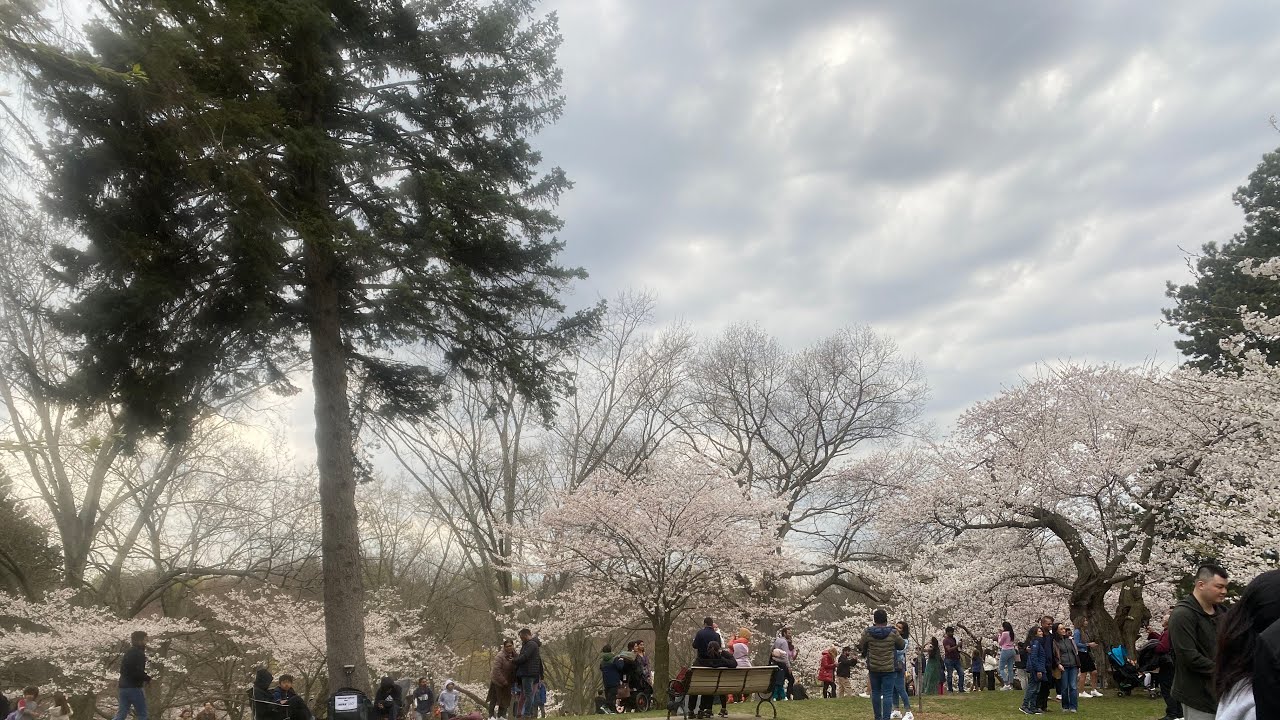 Cherry blossom sakura Toronto highpark🌸🦆part 1 - YouTube