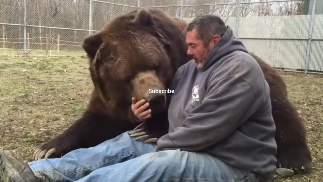 Bear's natural instinct almost ends disaster - YouTube