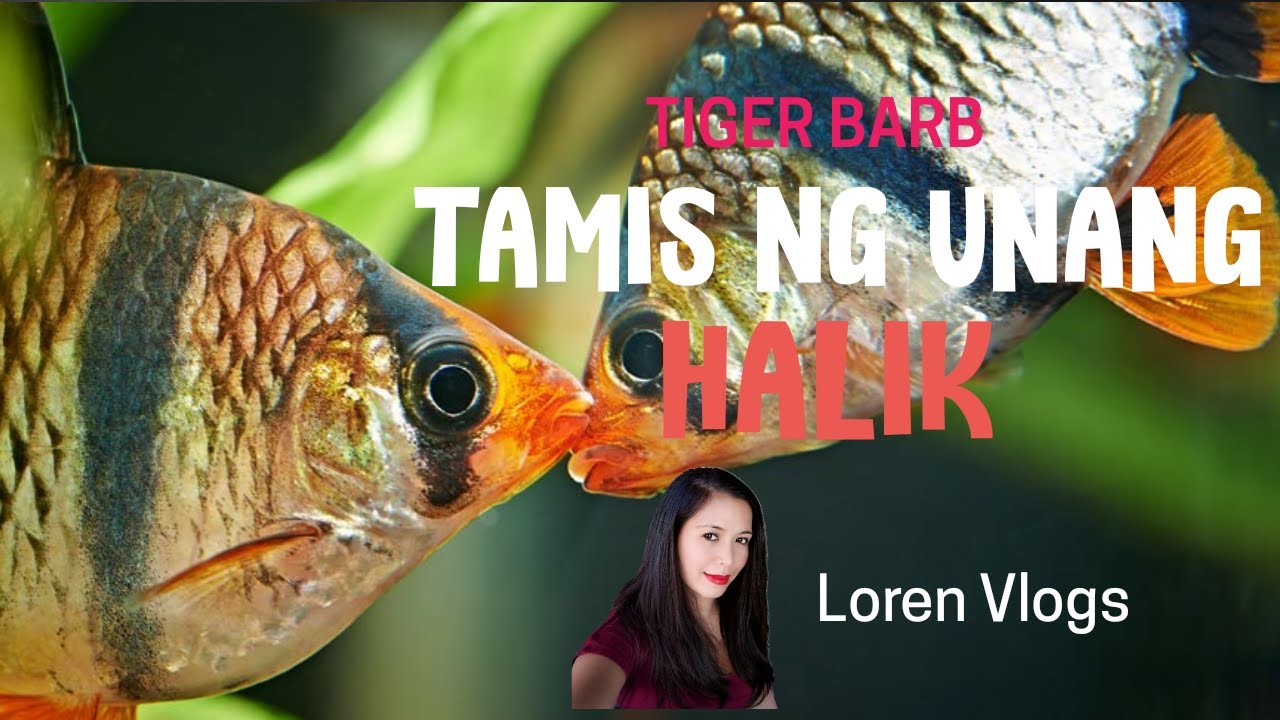 Watch this video: Tamis Ng Unang Halik || Tiger Barb || Loren Vlogs #shorts - YouTube