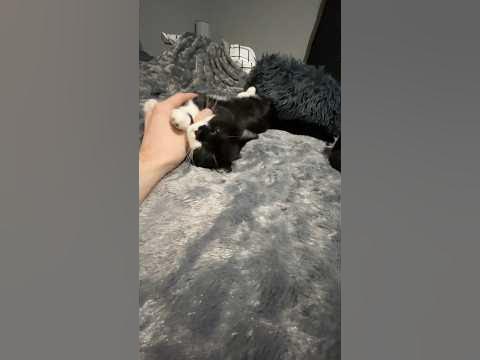 CUTE CAT WANTS CUDDLES! - YouTube