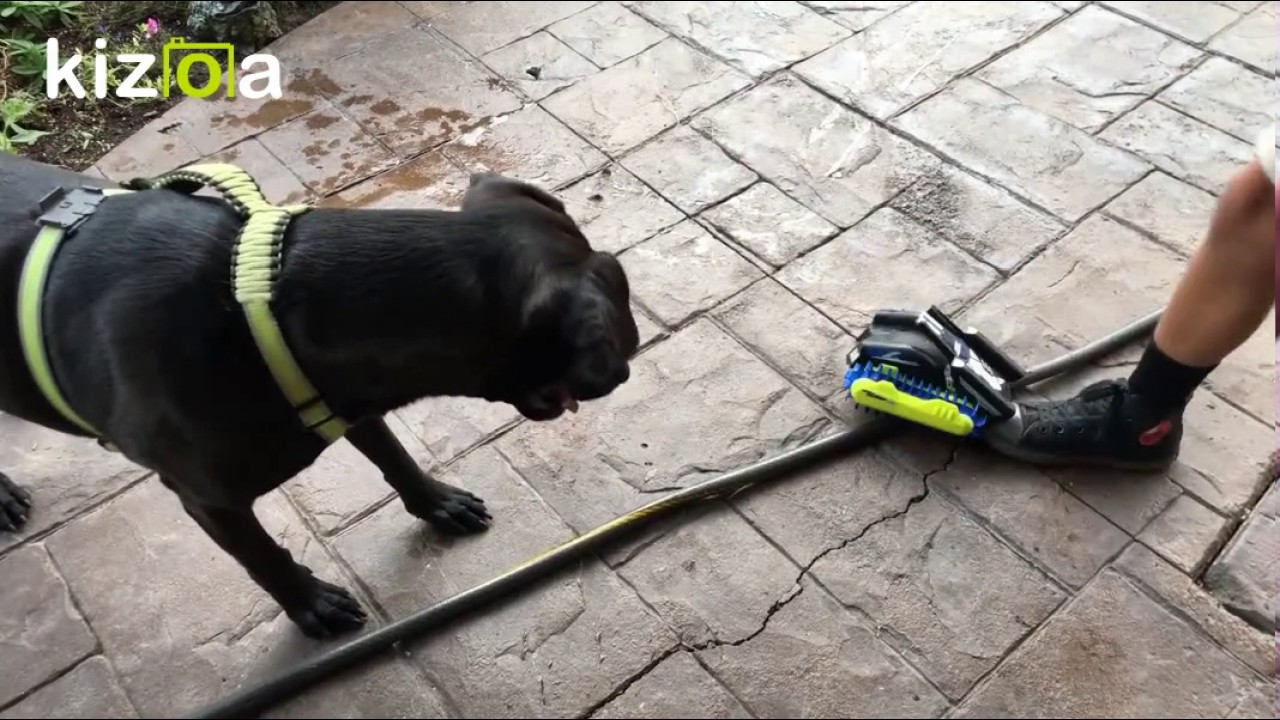 Air Hog Dog Chase - YouTube