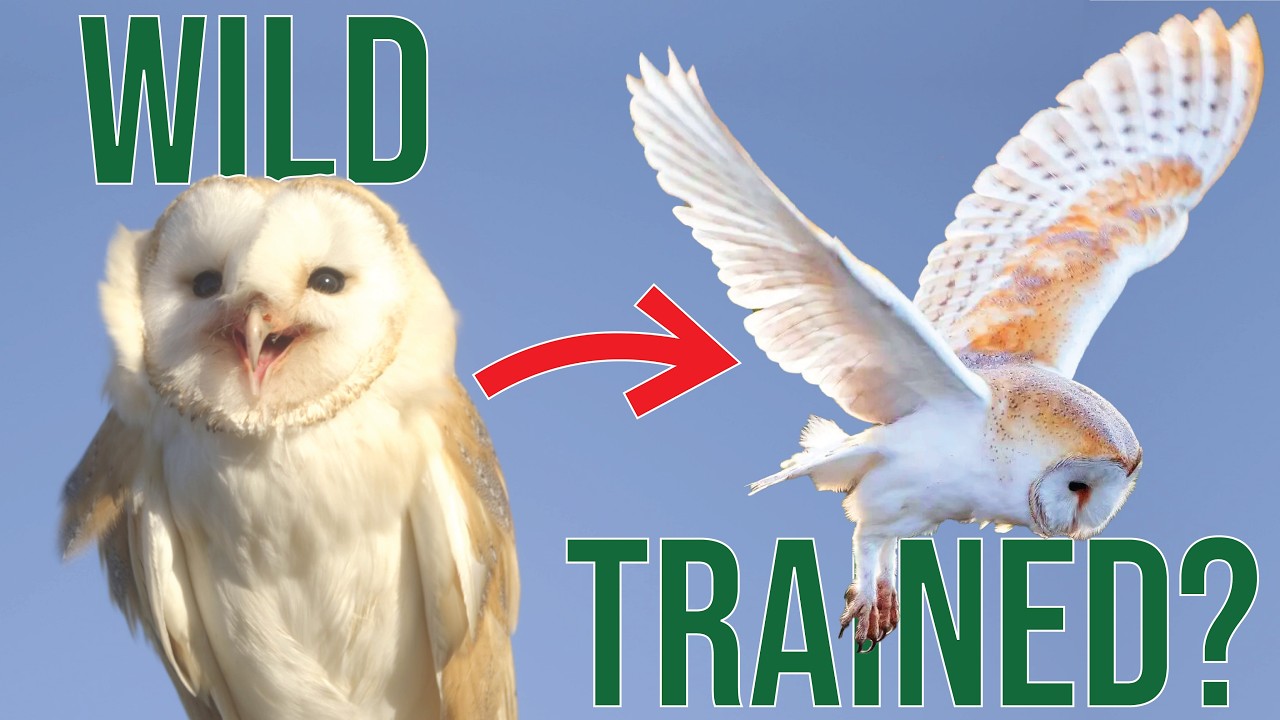 Training my Barn Owl did NOT go to Plan! - YouTube