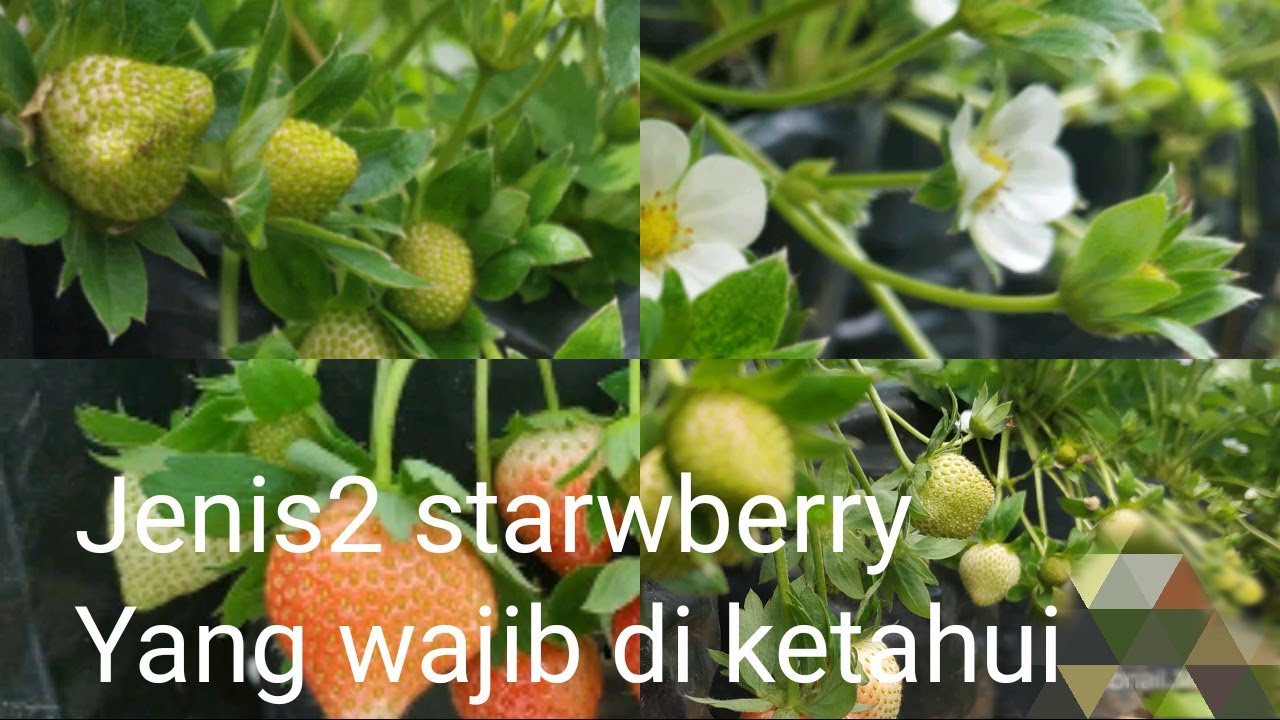 belajar mengenal berbagai macam jenis strawberry #dawongstrawberry # ...