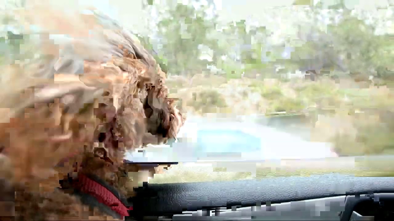 Best Dog Video in the world | Must Watch | Dogs Lover - YouTube