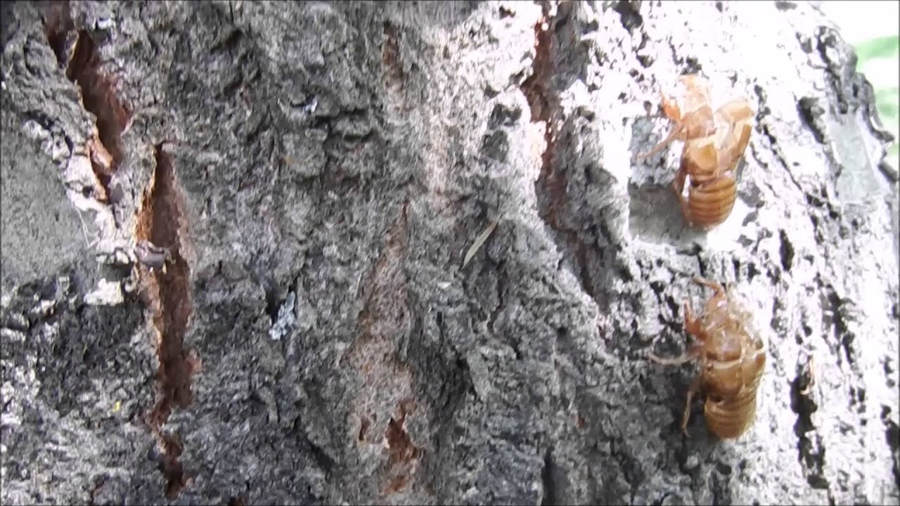 New Zealand cicada - YouTube