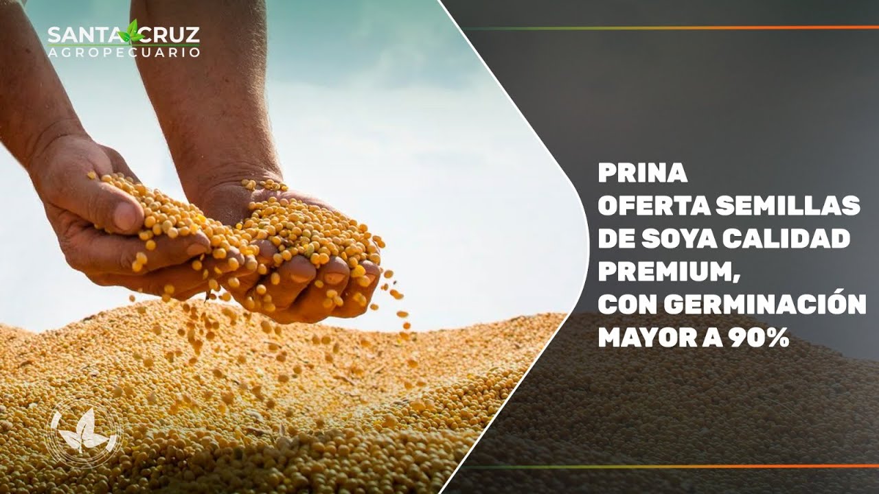 PRINA OFERTA SEMILLAS DE SOYA CALIDAD PREMIUM, CON GERMINACIÓN MAYOR AL ...