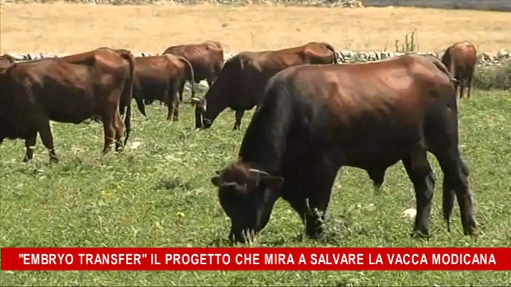 Embryo Transfer il progetto che mira a salvare la vacca modicana - YouTube