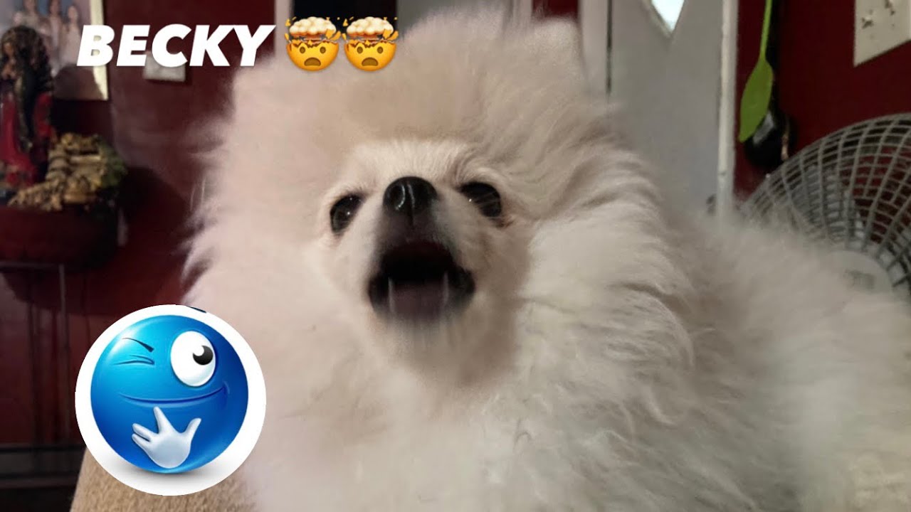becky the dog 😪😪 - YouTube