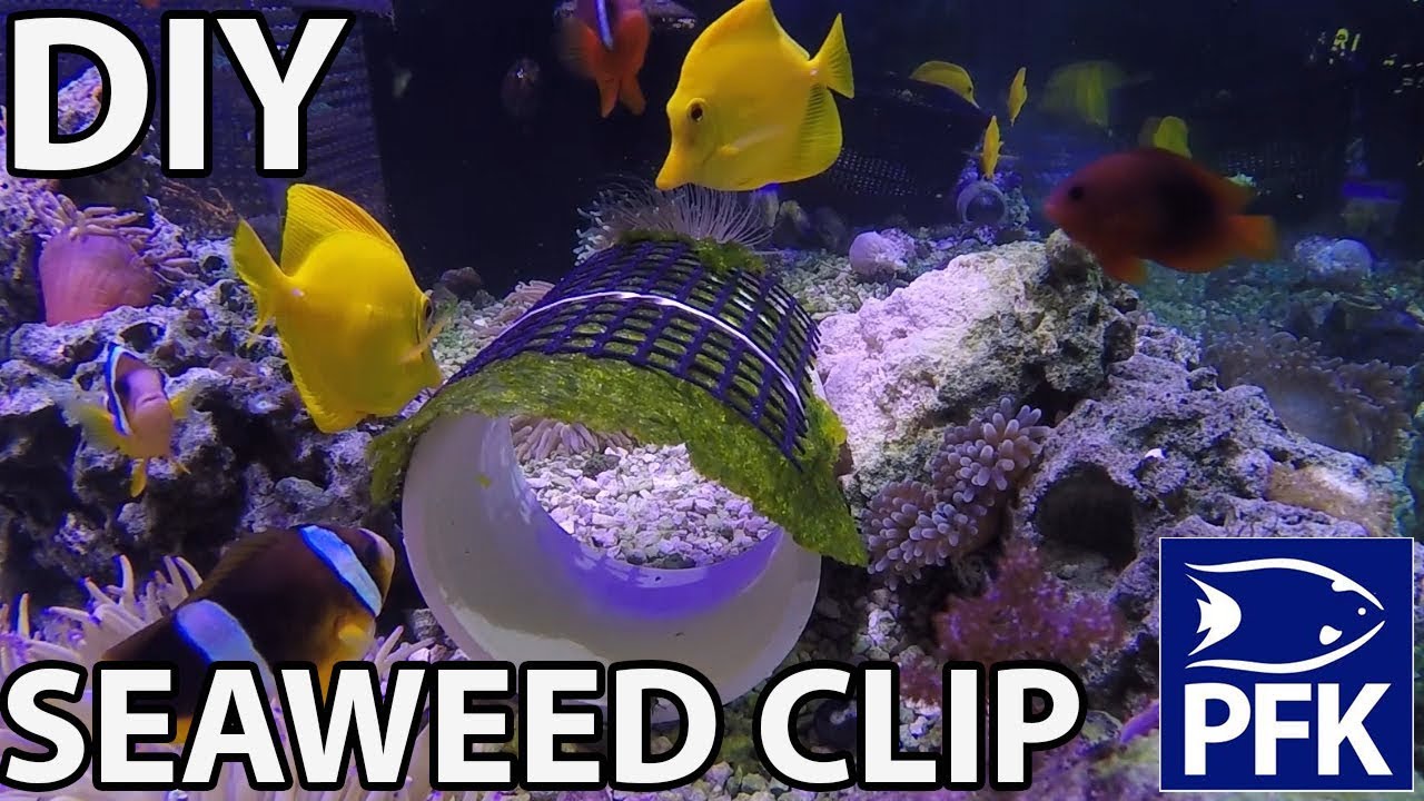 DIY SEAWEED CLIP - YouTube