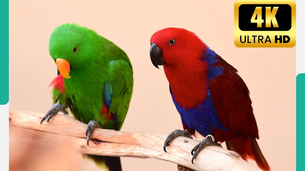 Parrots - the most intelligent bird species, known for their remarkable ...