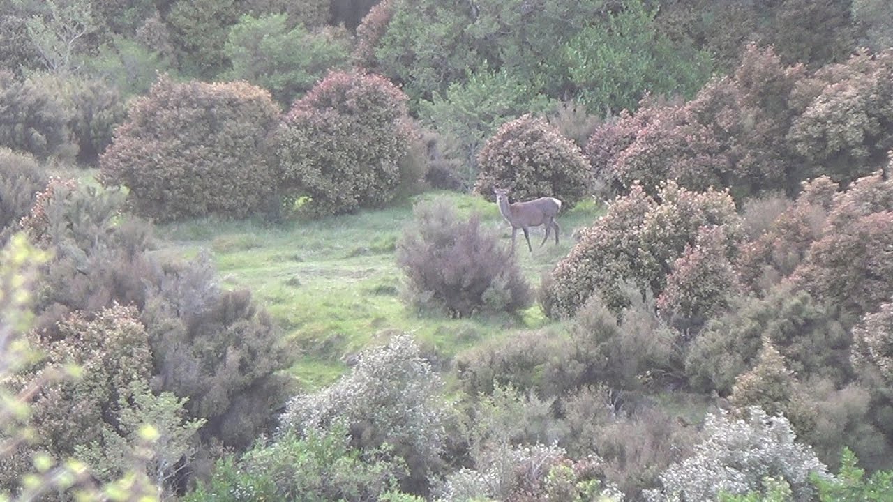Spring/Summer Venison | Ruahine Ranges - YouTube