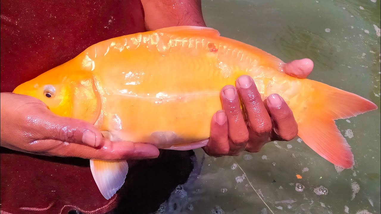 Yellow Fish Catching | Dragnet Fishing Technique | Big Fish Catching in ...