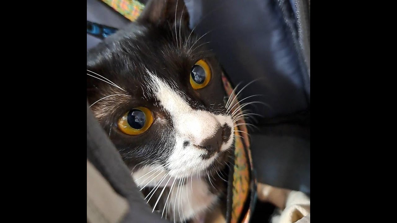 展昭世界貓咪博覽會Meow Expo #Bobi二度勇闖寵物展😸 - YouTube