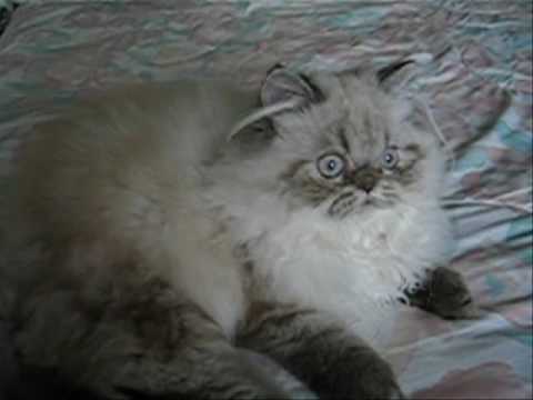 Pretty Seal Lynx Point Himalayan Male - YouTube
