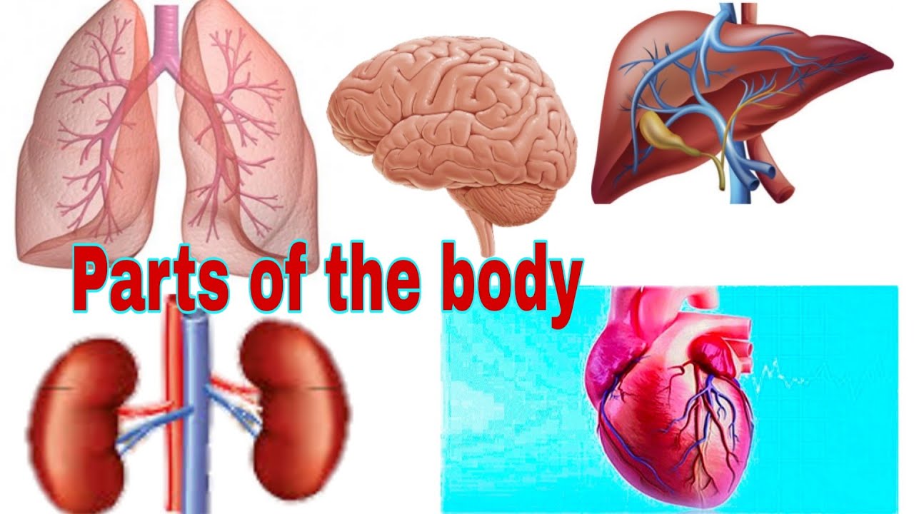 What Are The Parts Of The Body Name In Our Body With Pictures For The what-are-the-parts-of-the-body-name-in-our-body-with-pictures-for-the