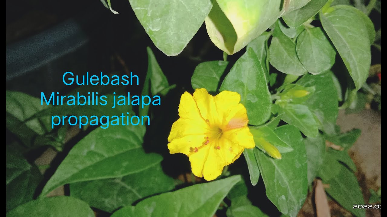 Mirabilis jalapa 4 O'clock flowering plants Full year Growth/Gulebash ...