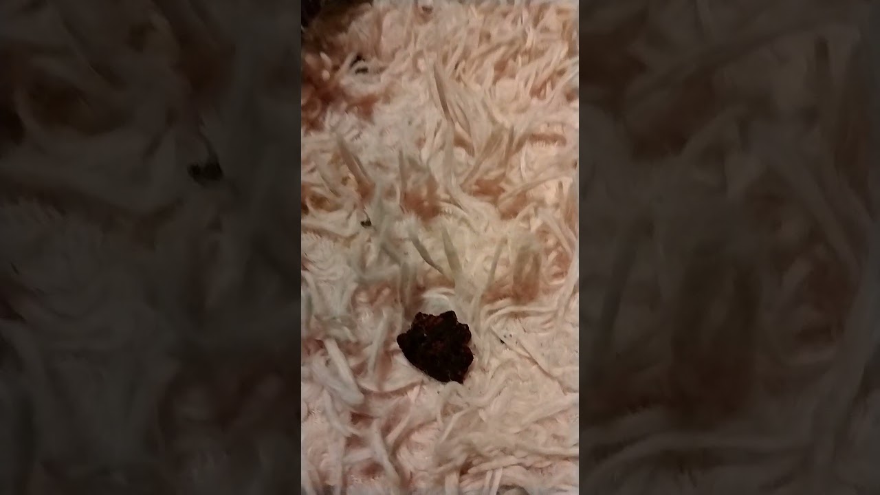 Burnt taki from the bag - YouTube