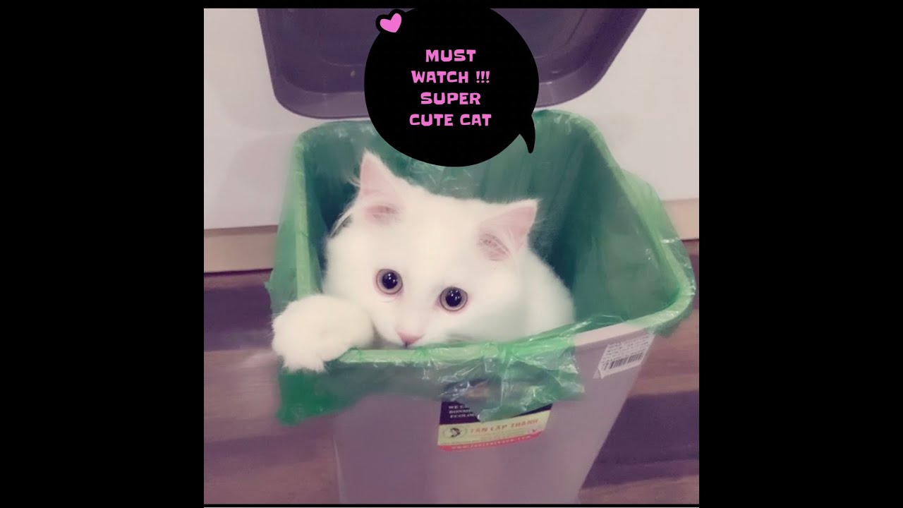 SUPER CUTE CAT HELPING IN HOUSE CLEAN (MUST WATCH) - YouTube